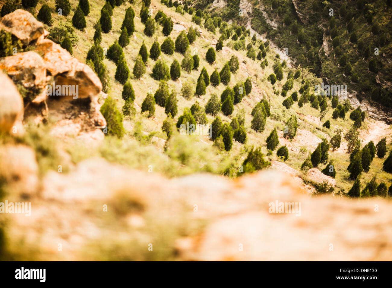 Reforested areas hi-res stock photography and images - Alamy