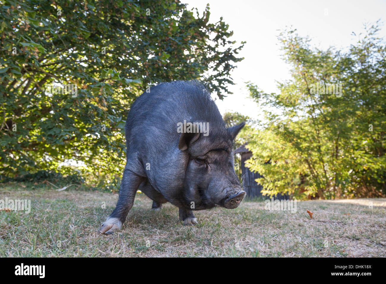 Vietnamese pot bellied pig looking for figs in the garden Stock Photo ...