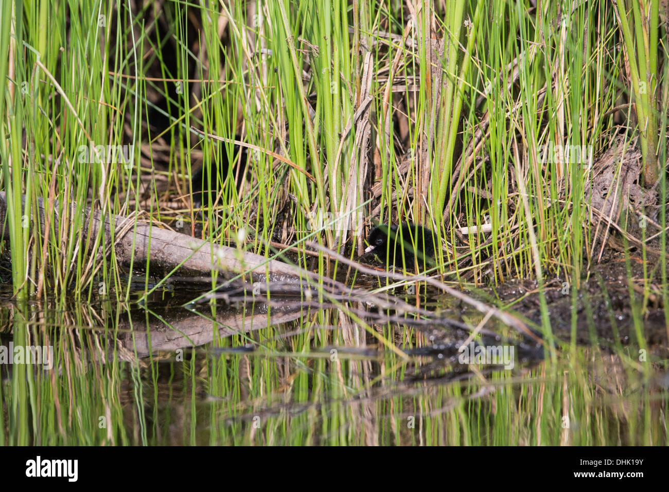 Virginia rail chick hidden in the vegetation Stock Photo - Alamy