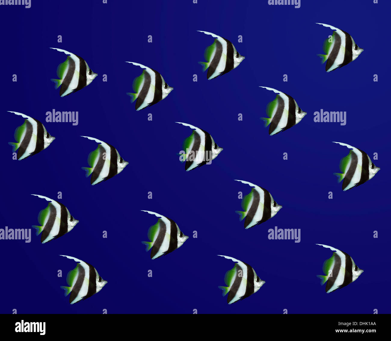 Banner Fish Stock Photos & Banner Fish Stock Images - Alamy