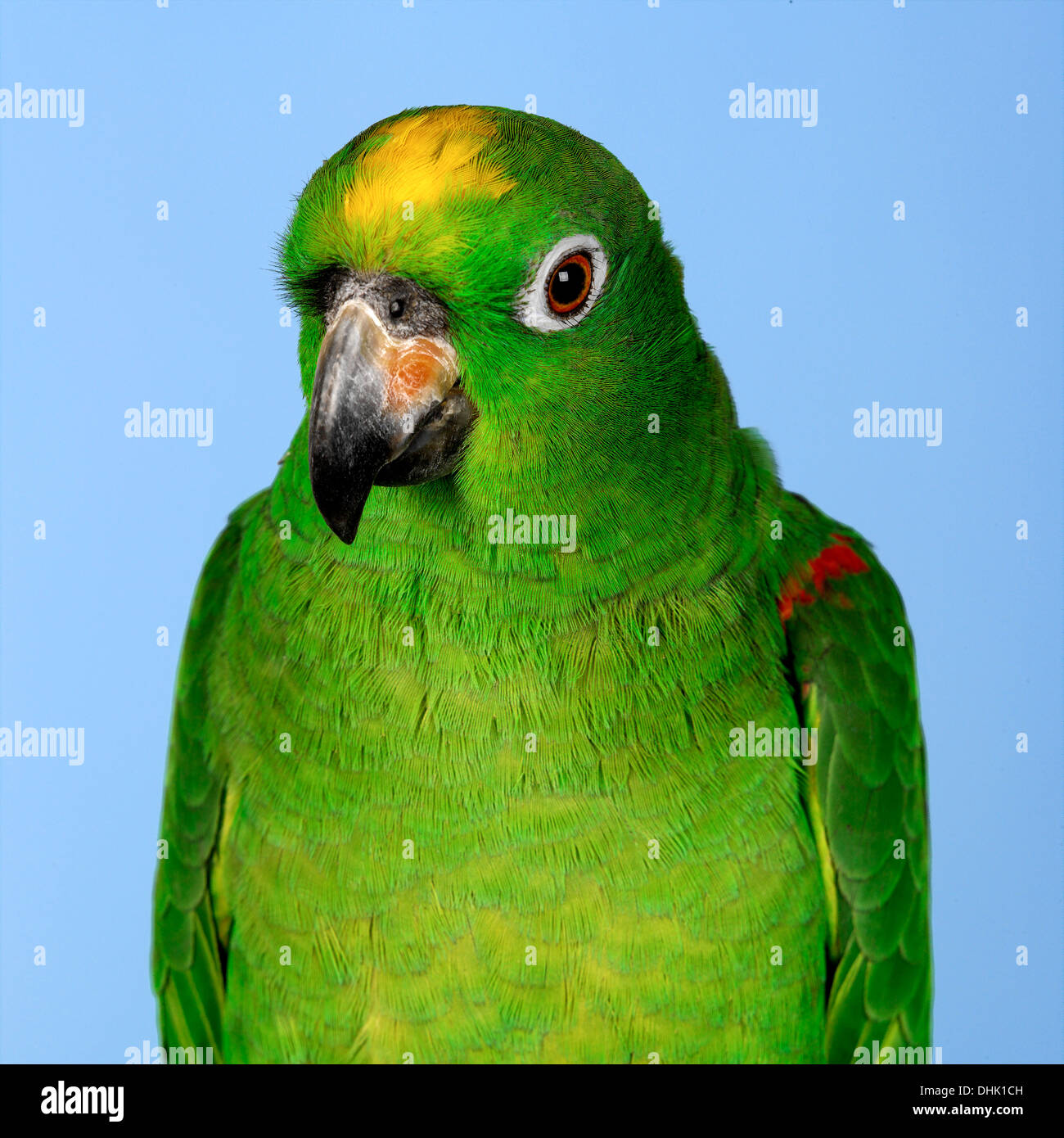 South american amazon parrot hi-res stock photography and images - Alamy