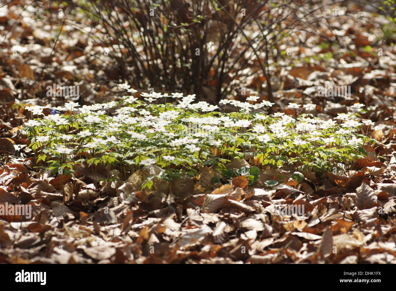 Wind flowers hi-res stock photography and images - Alamy