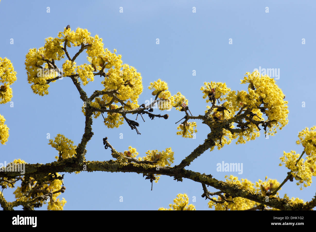 European corne hi-res stock photography and images - Alamy