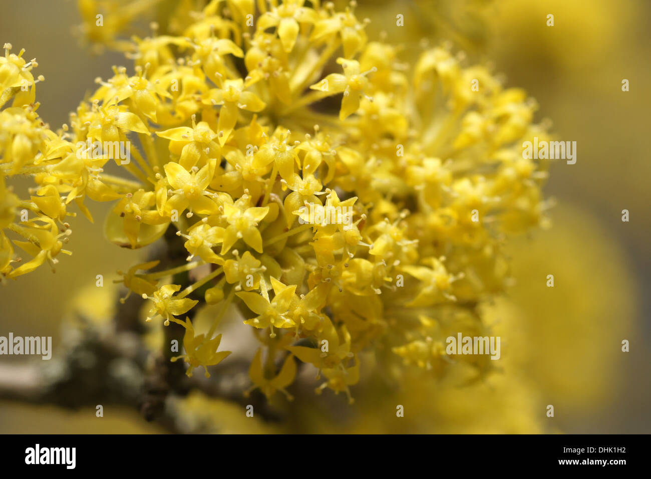 Kornelkirschen flowers hi-res stock photography and images - Alamy