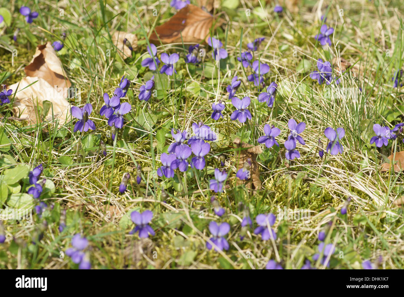 Wood violets hi-res stock photography and images - Alamy