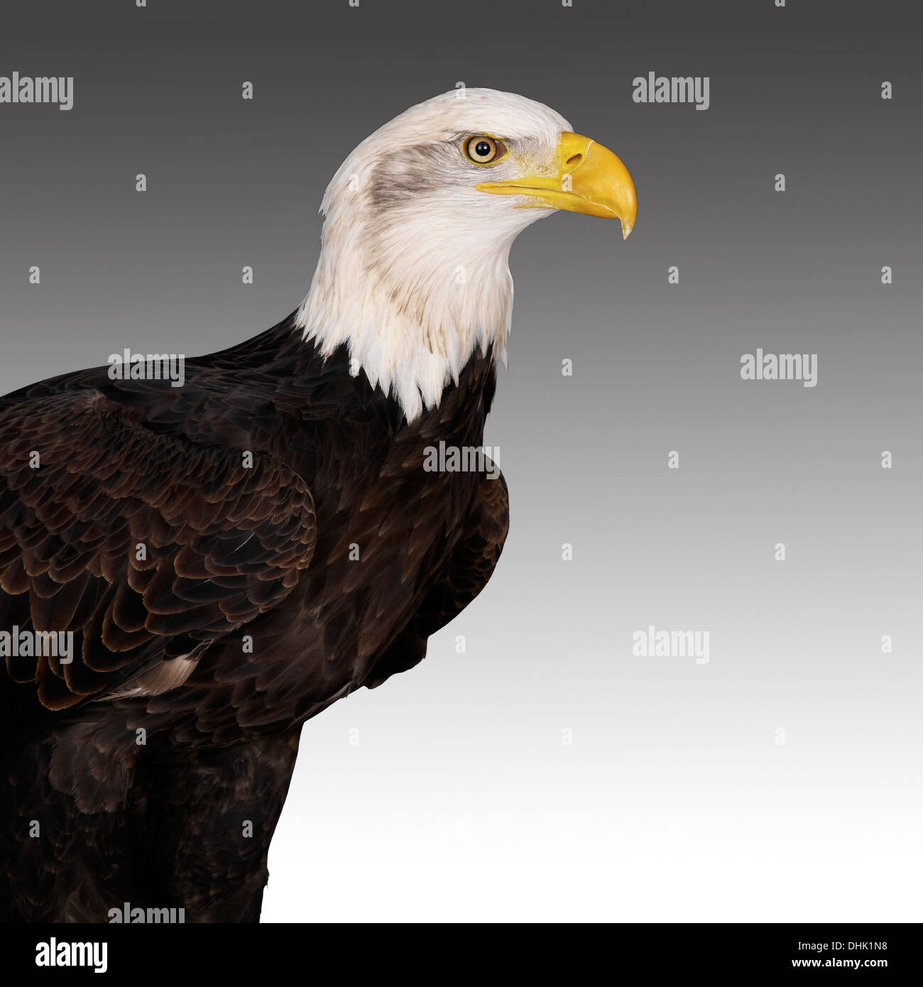American Bald Eagle Stock Photo - Alamy