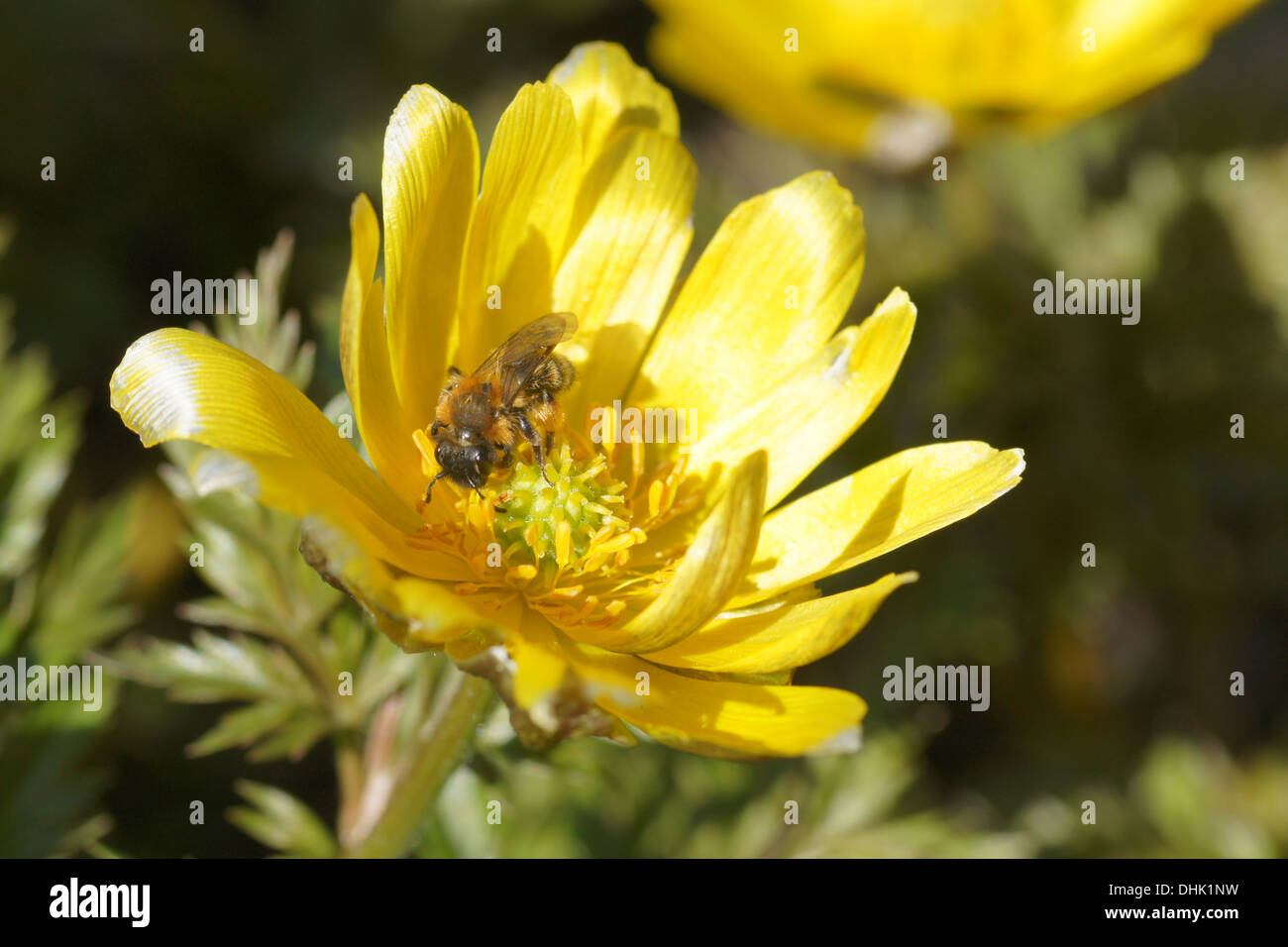 False bees hi-res stock photography and images - Alamy