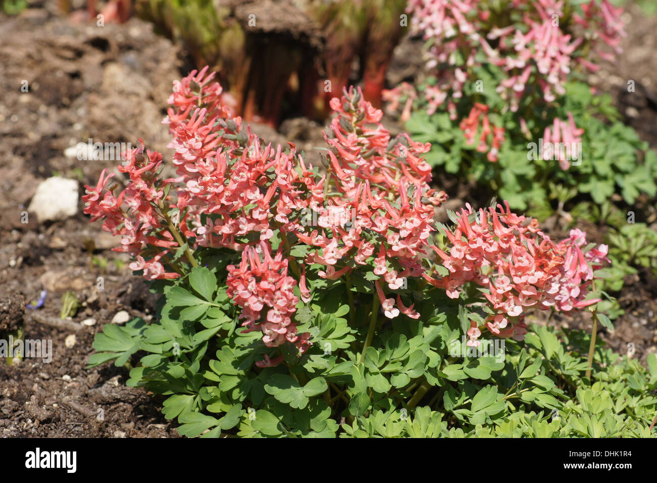 Corydal hi-res stock photography and images - Alamy