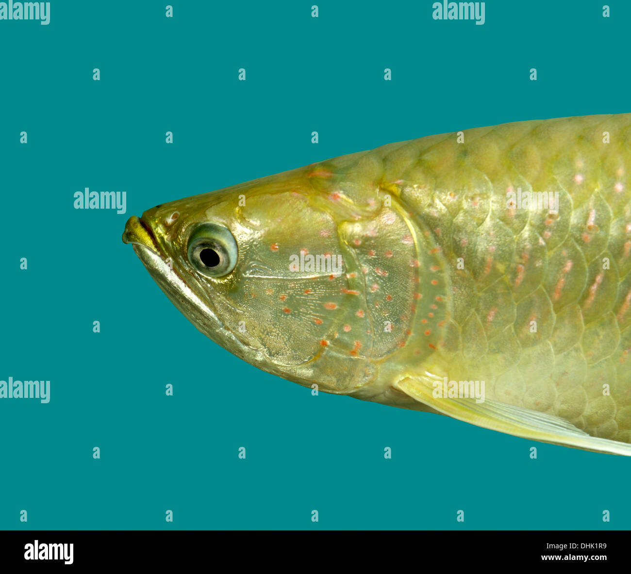 Freshwater bony fish hi-res stock photography and images - Alamy