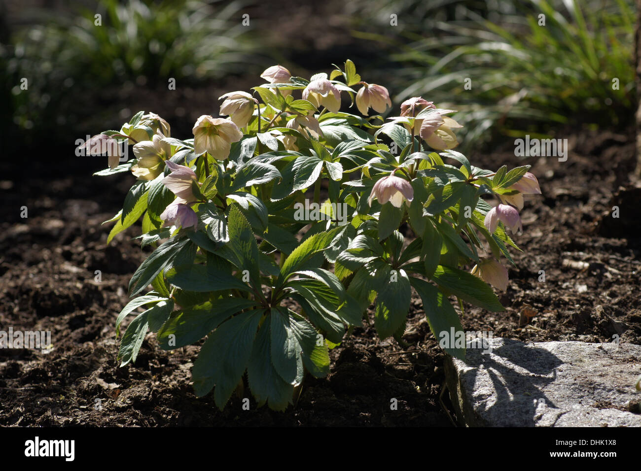 Hellebore thibetanus hi-res stock photography and images - Alamy