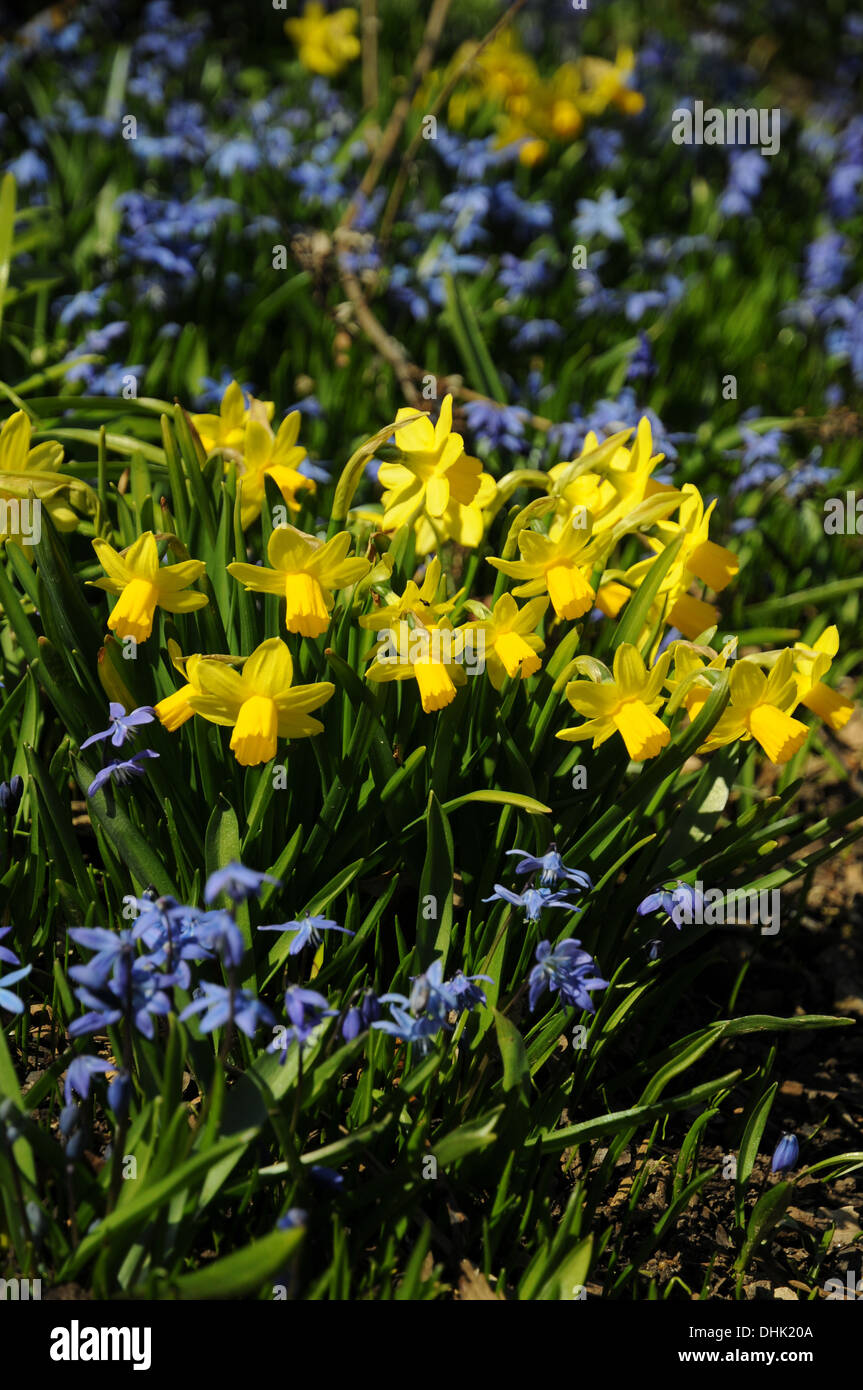 Dwarf daffodils hi-res stock photography and images - Alamy