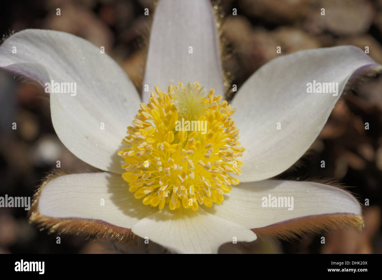 Pasque flower hi-res stock photography and images - Alamy