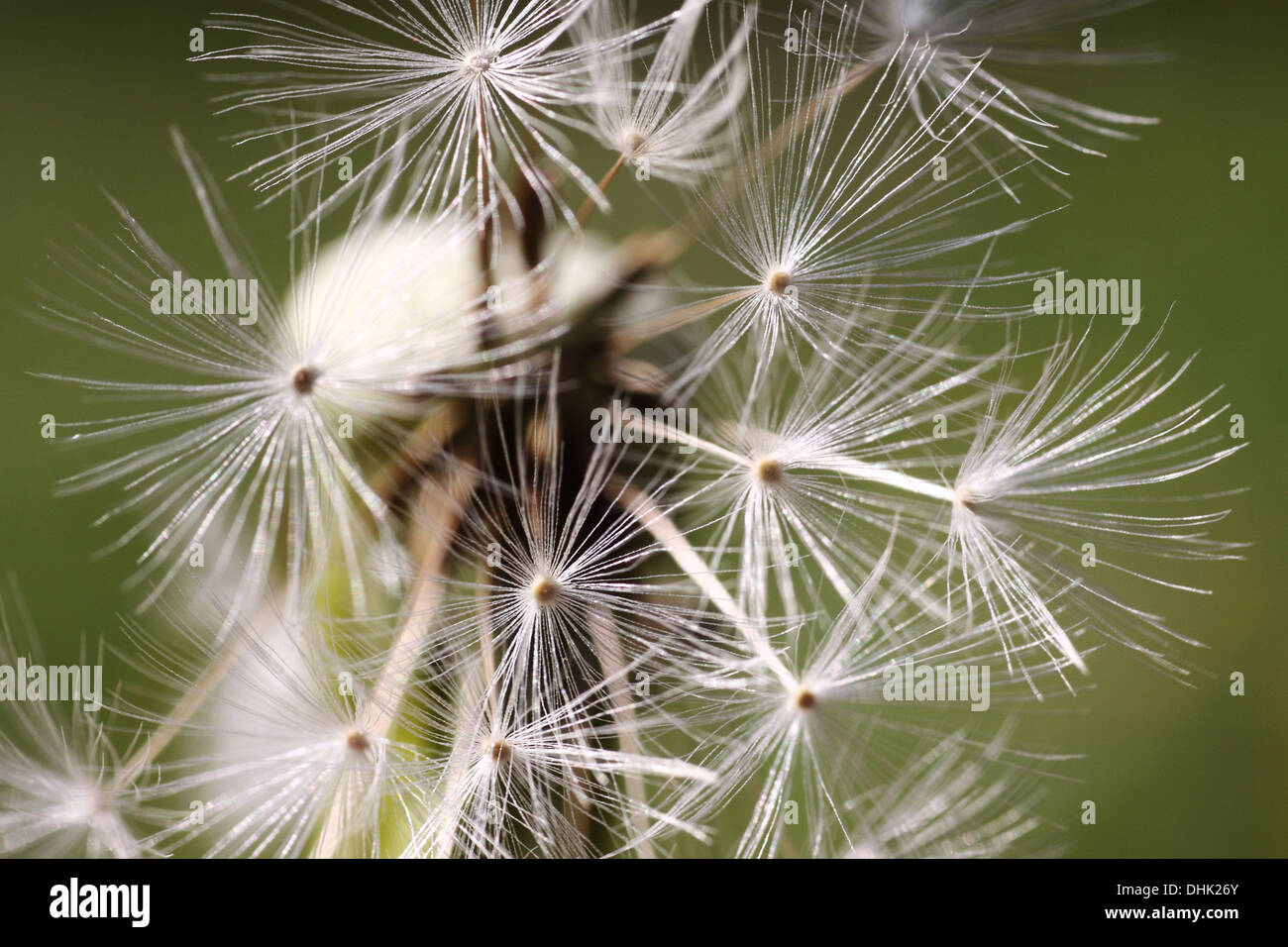 Fallschirm detail hi-res stock photography and images - Alamy
