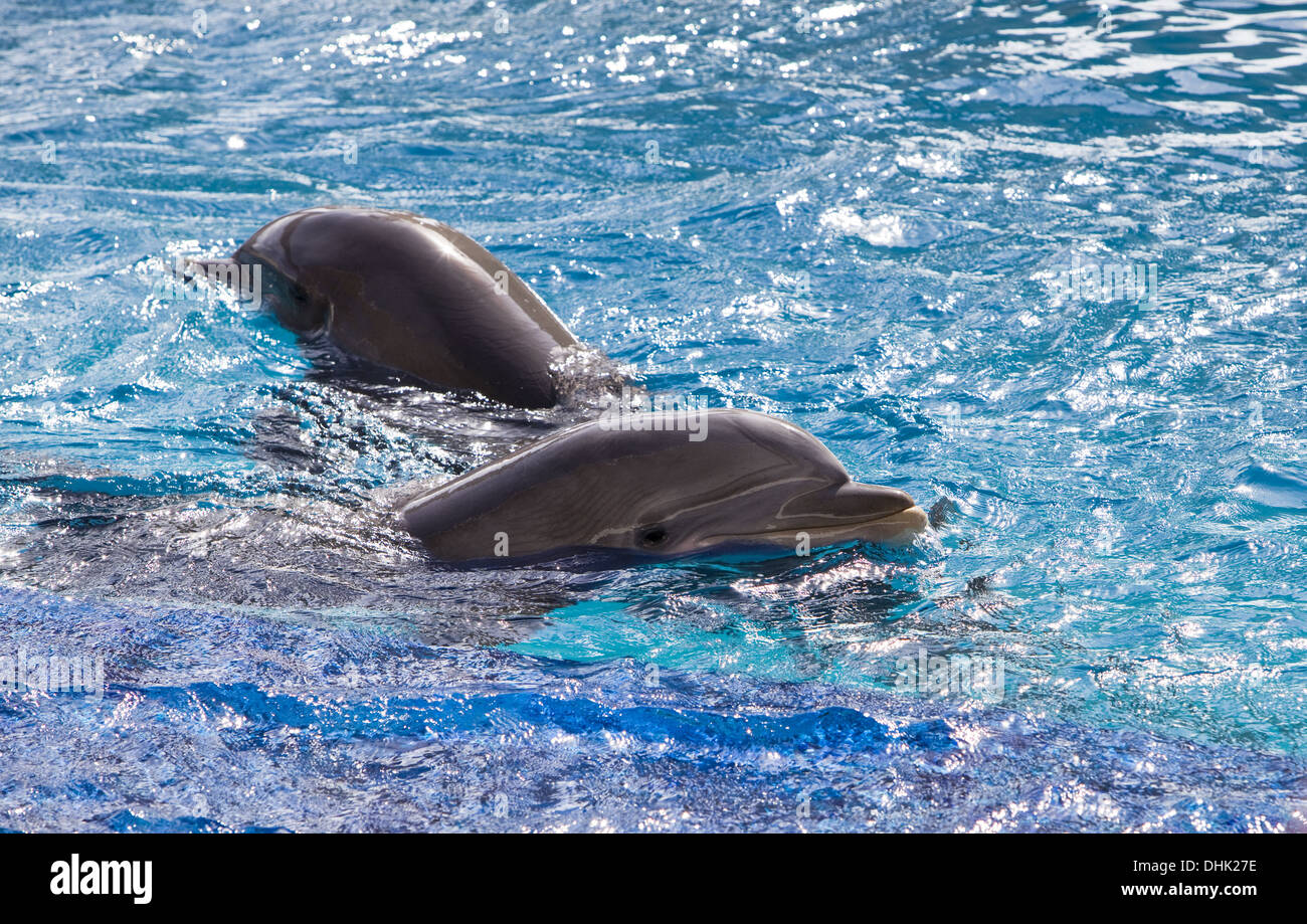 Smiling dolphin hi-res stock photography and images - Alamy