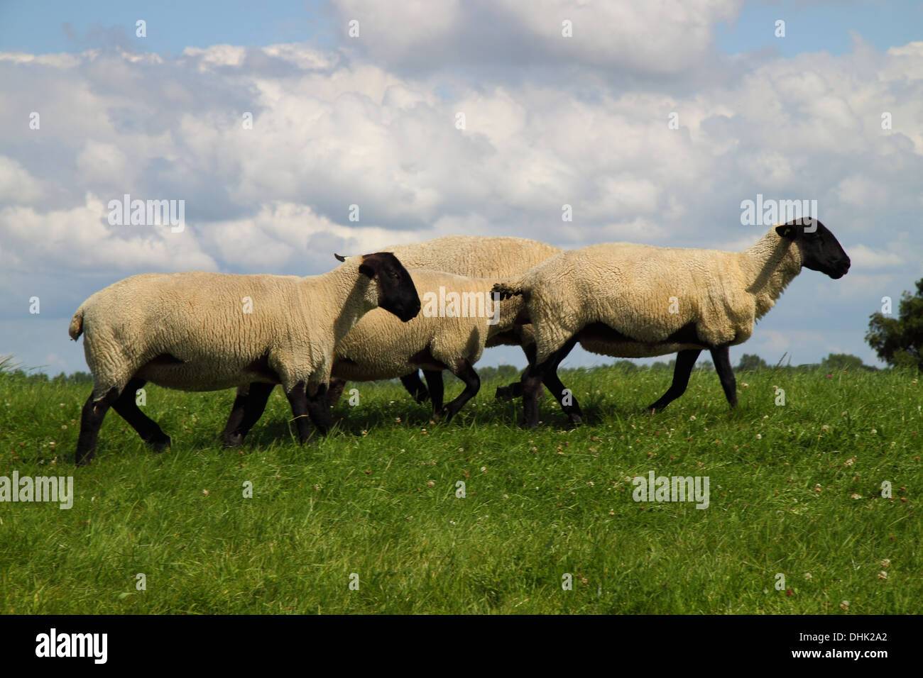 black head sheep Stock Photo - Alamy