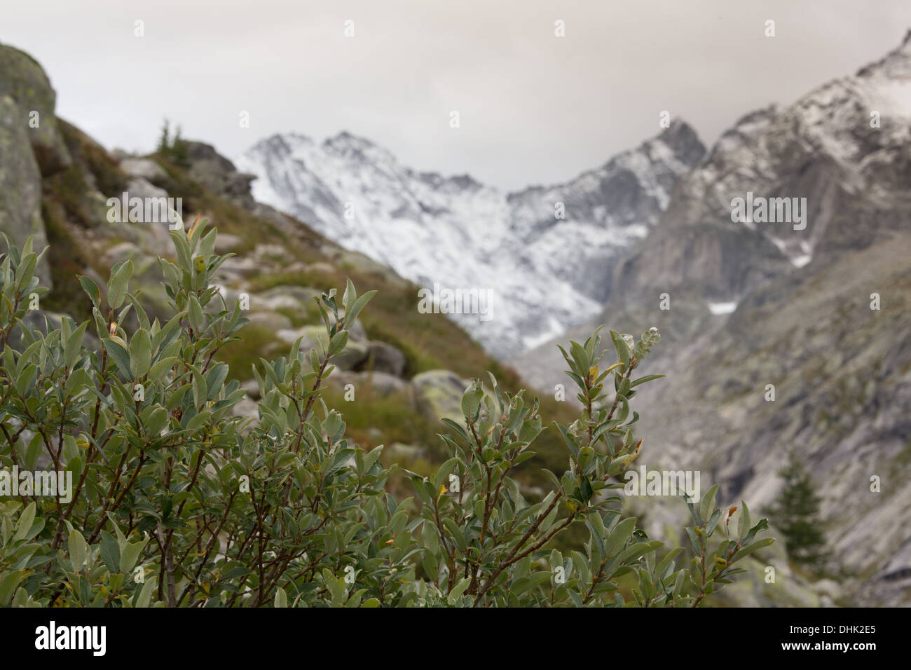 Alpine Plants in the foreground of a Ice capped mountain view in the ...