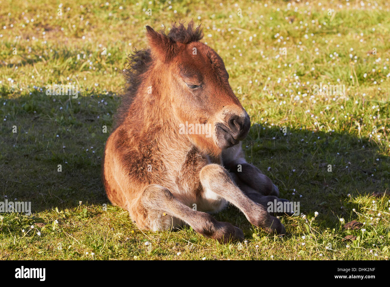 Lying Shetland Pony High Resolution Stock Photography and Images - Alamy
