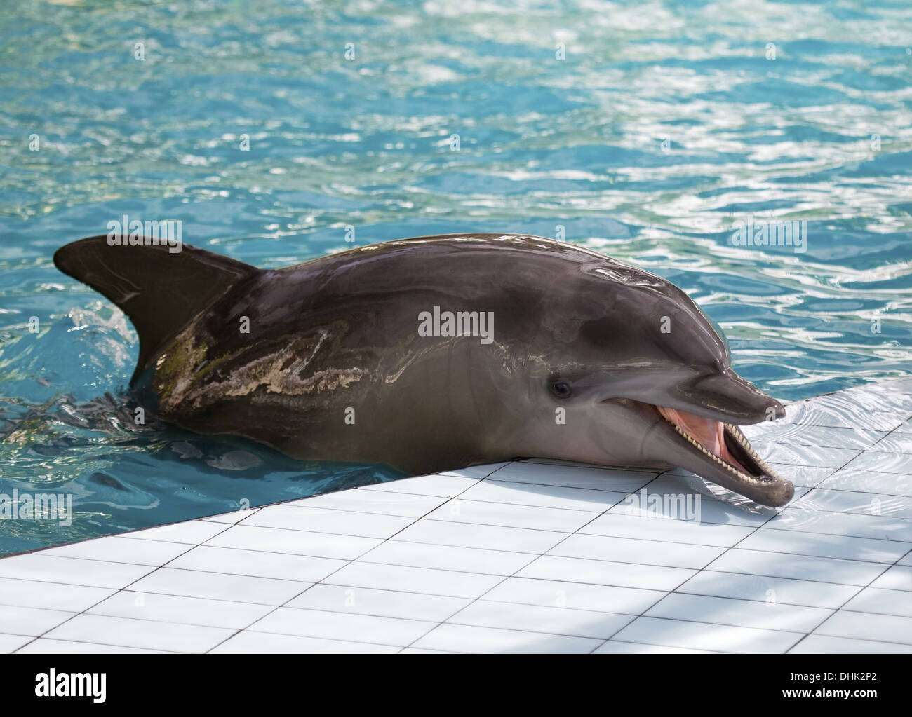 Dolphin smiling fish hi-res stock photography and images - Alamy