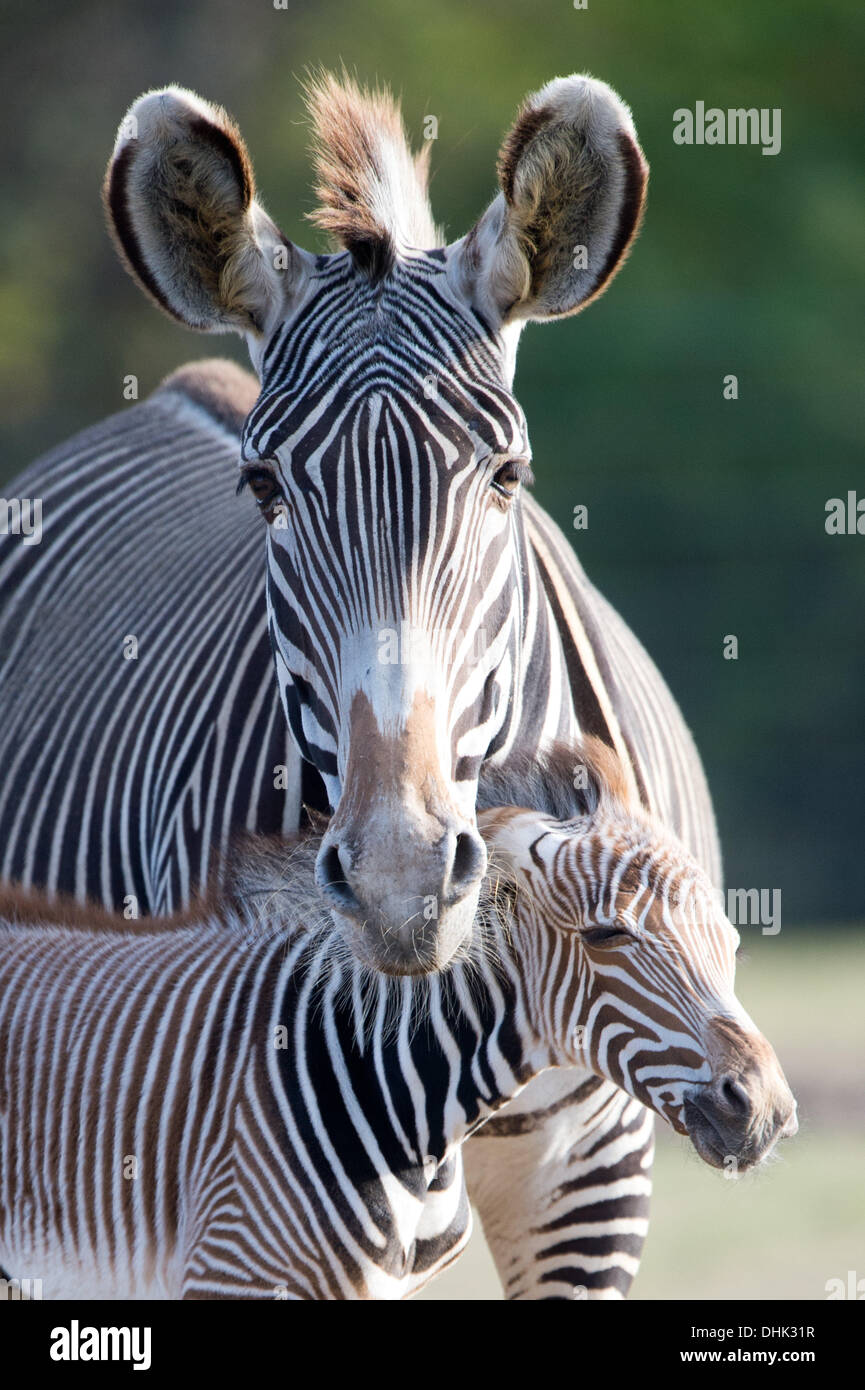 zoo Tierpark Berlin, Germany. 12th Nov, 2013. Grevy's zebra foal ...