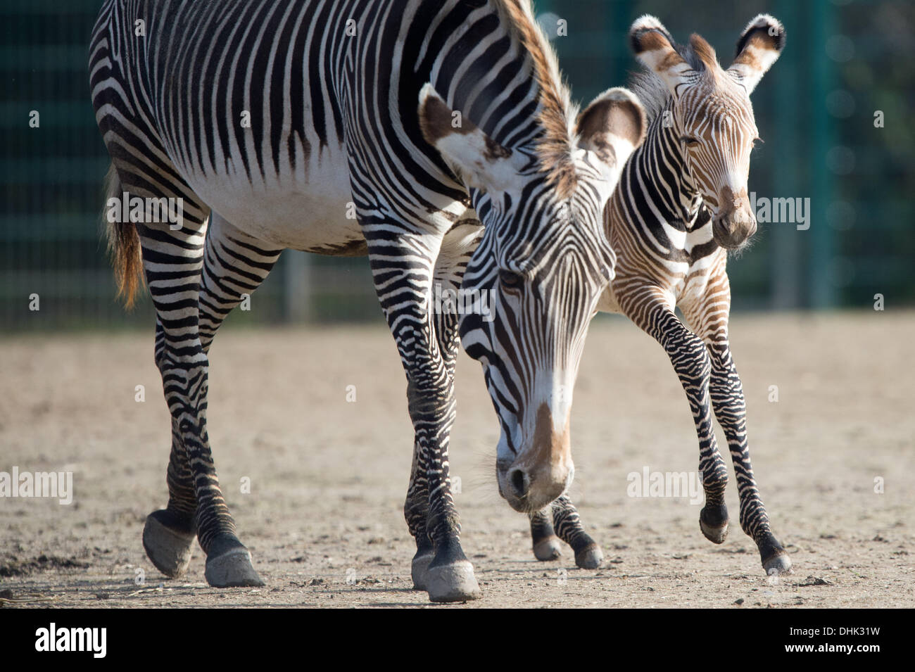 zoo Tierpark Berlin, Germany. 12th Nov, 2013. Grevy's zebra foal ...
