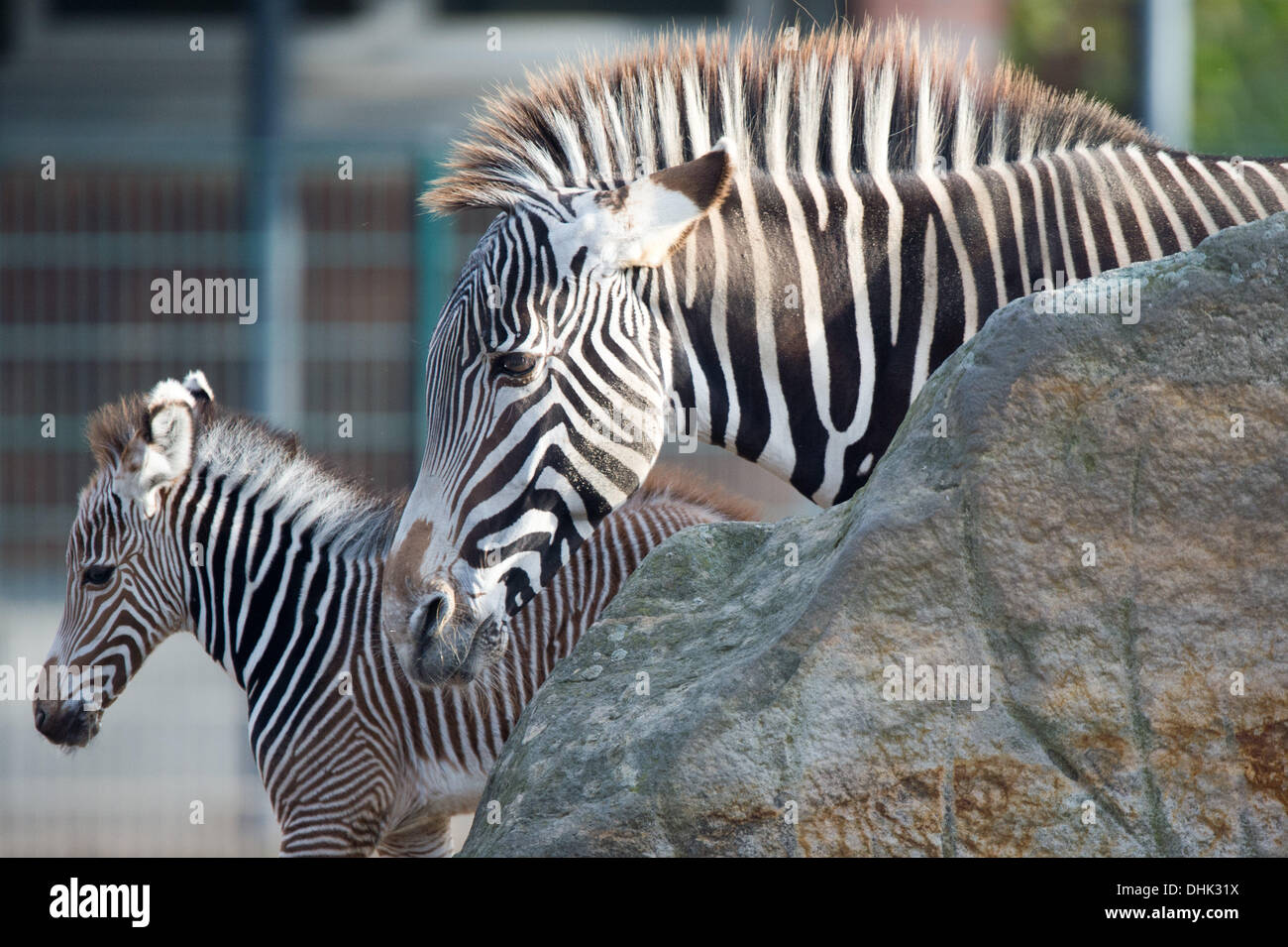 zoo Tierpark Berlin, Germany. 12th Nov, 2013. Grevy's zebra foal ...
