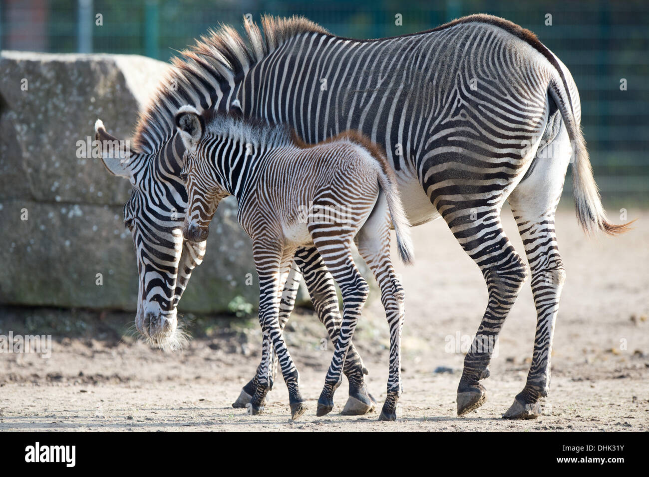 zoo Tierpark Berlin, Germany. 12th Nov, 2013. Grevy's zebra foal ...
