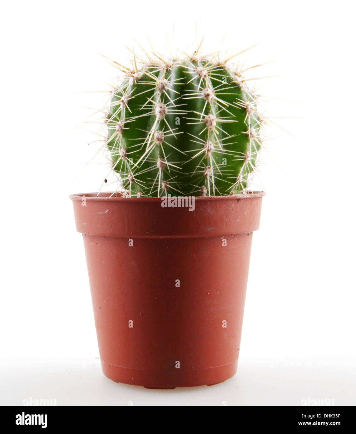 cactus isolated on white background Stock Photo - Alamy