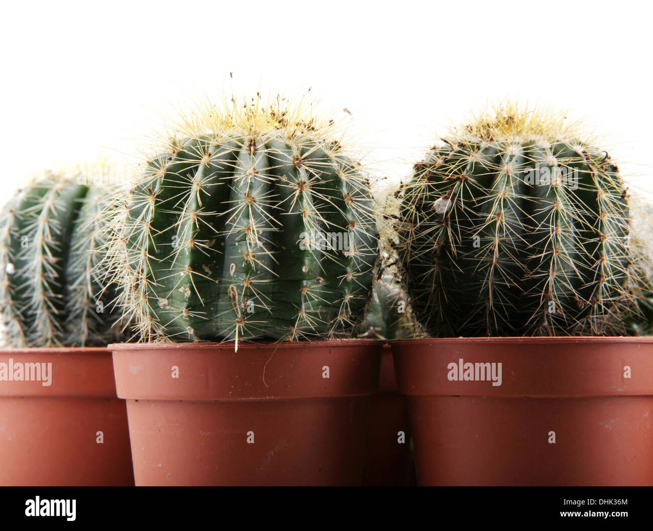 cactus isolated on white background Stock Photo - Alamy