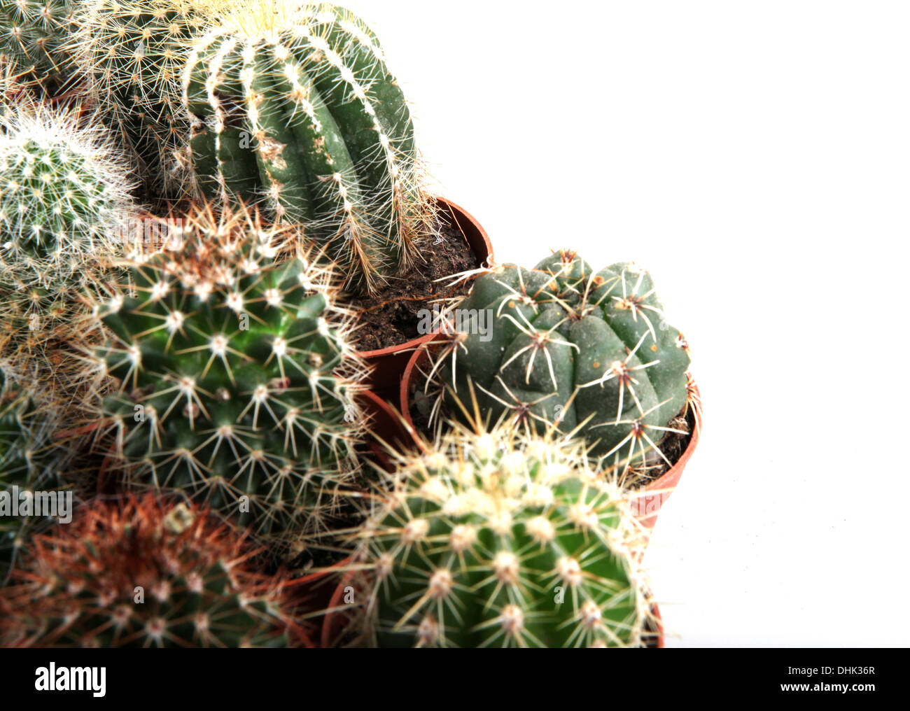 cactus isolated on white background Stock Photo - Alamy