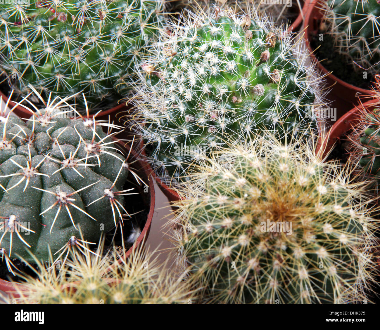 Pad de cactus hi-res stock photography and images - Alamy