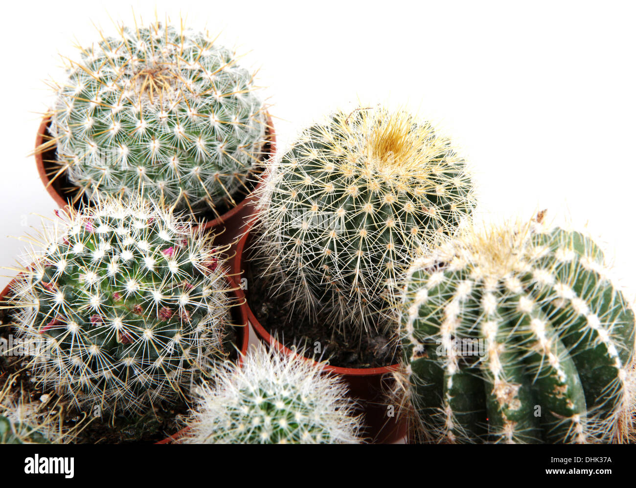 cactus isolated on white background Stock Photo - Alamy