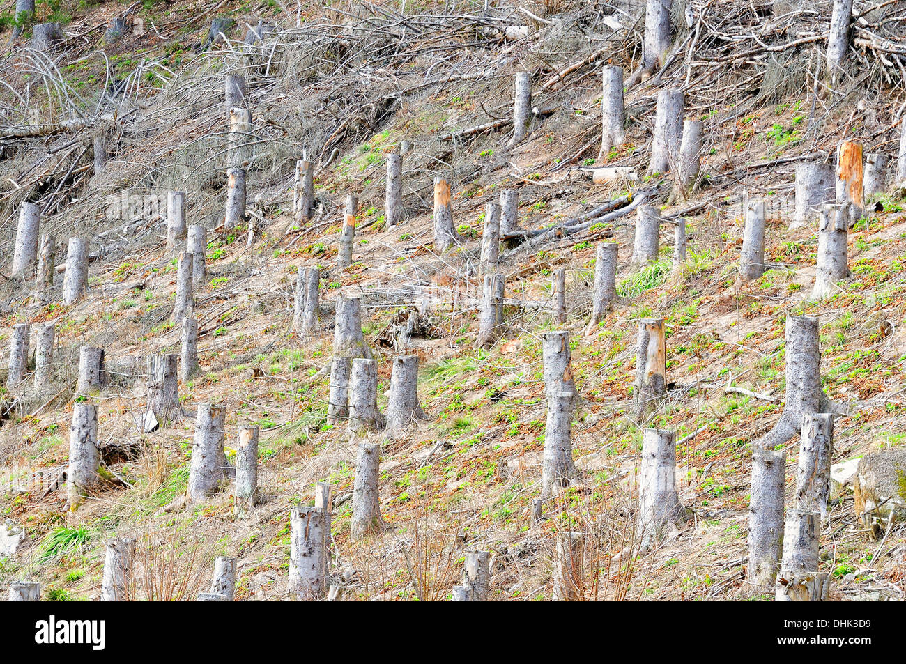 coniferous forest sawed off steep slope Stock Photo - Alamy