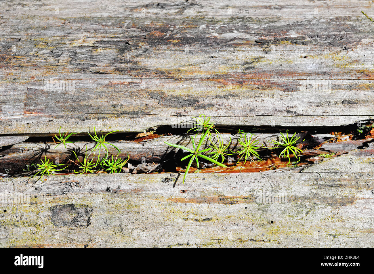 Niche environment hi-res stock photography and images - Alamy