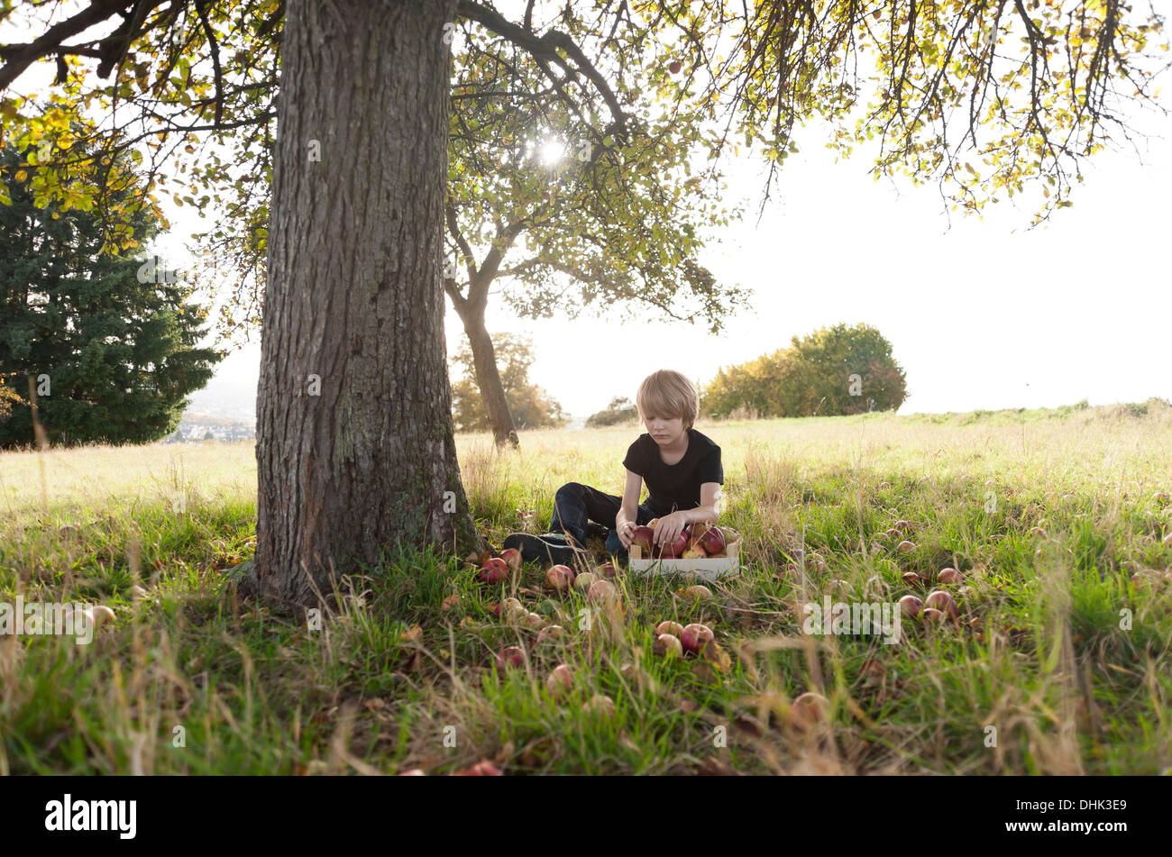 Boy under apple tree hi-res stock photography and images - Alamy