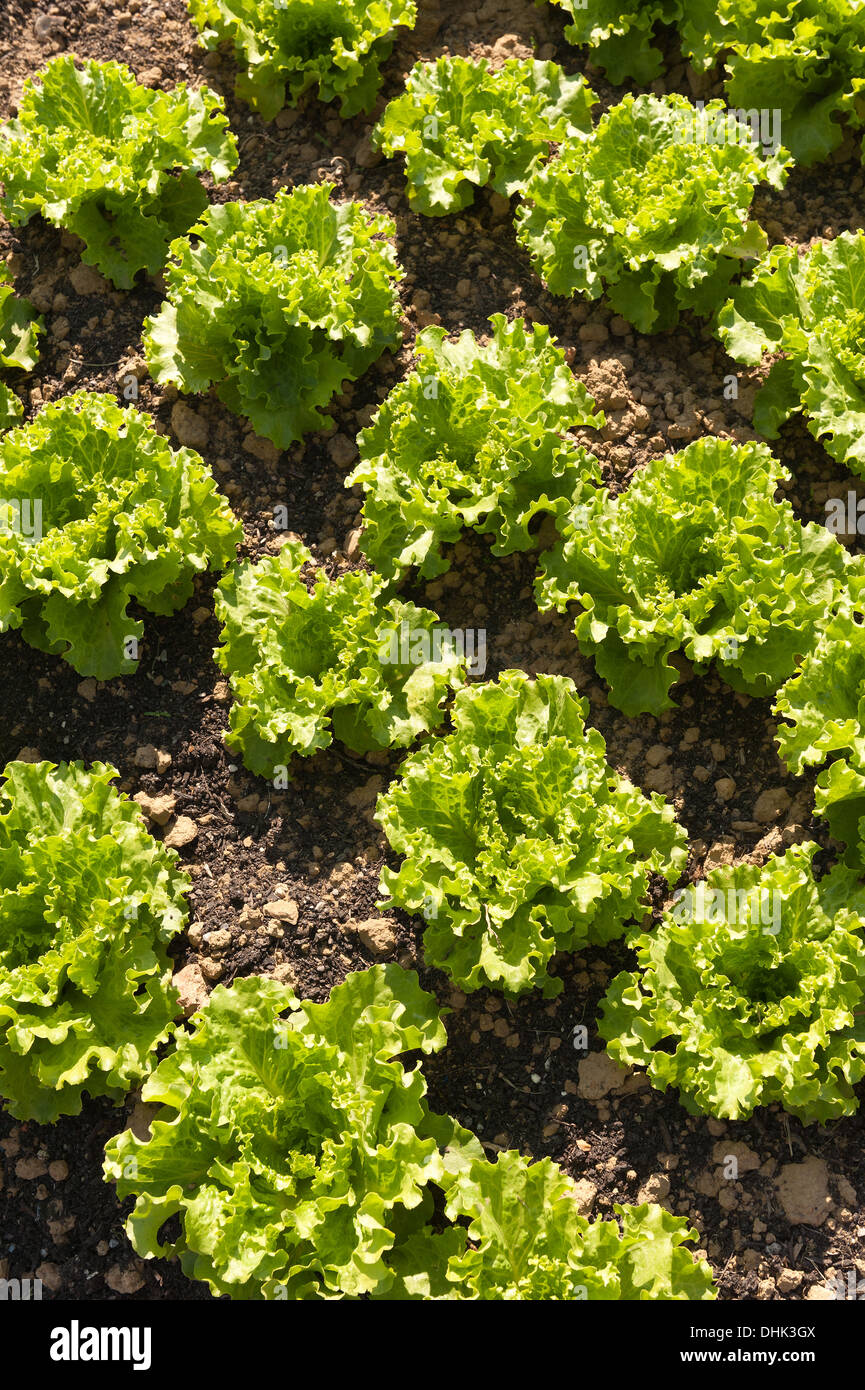 Lactuca Spp High Resolution Stock Photography and Images - Alamy