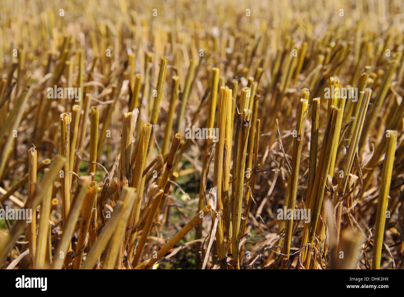 Stroh beer hi-res stock photography and images - Alamy