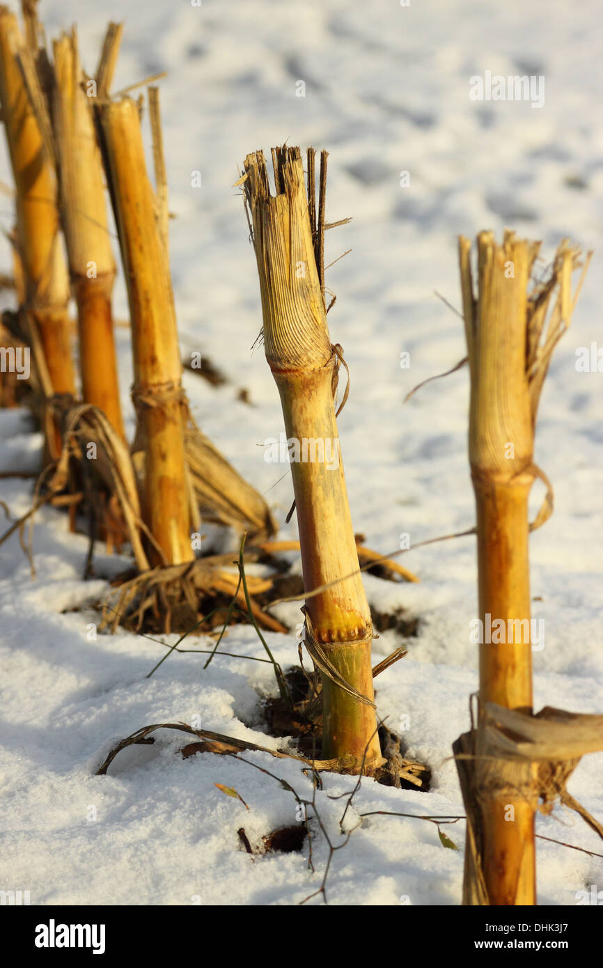 Blade of corn hi-res stock photography and images - Alamy