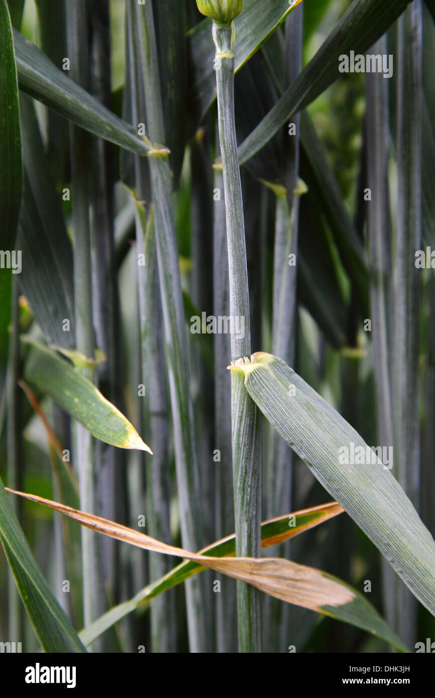 Stalks and straws hi-res stock photography and images - Alamy