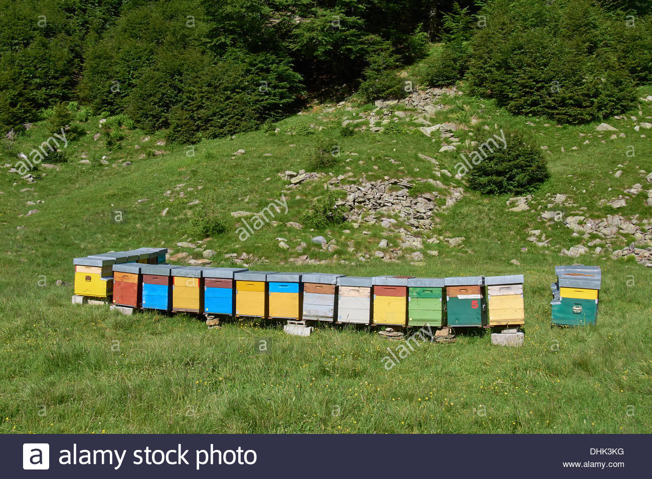 Many Beehives Stock Photos & Many Beehives Stock Images - Alamy