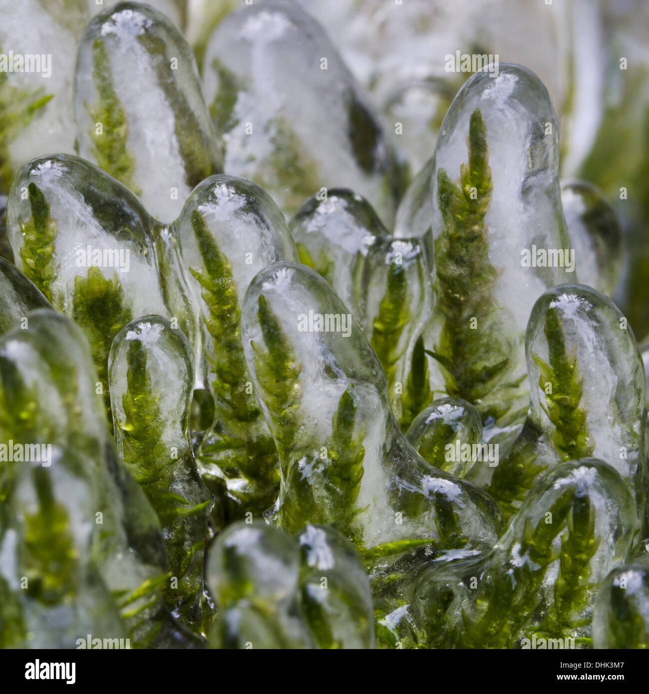 moss in ice, Norway Stock Photo - Alamy