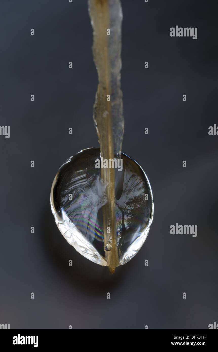 Ice drop hi-res stock photography and images - Alamy