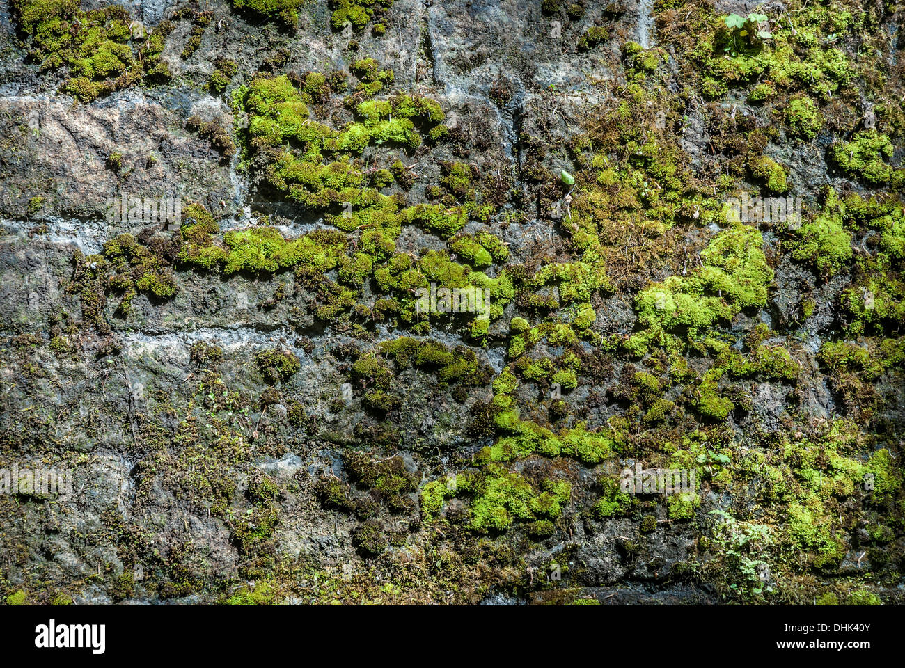 Moss and algae covered sandstone wall Stock Photo - Alamy
