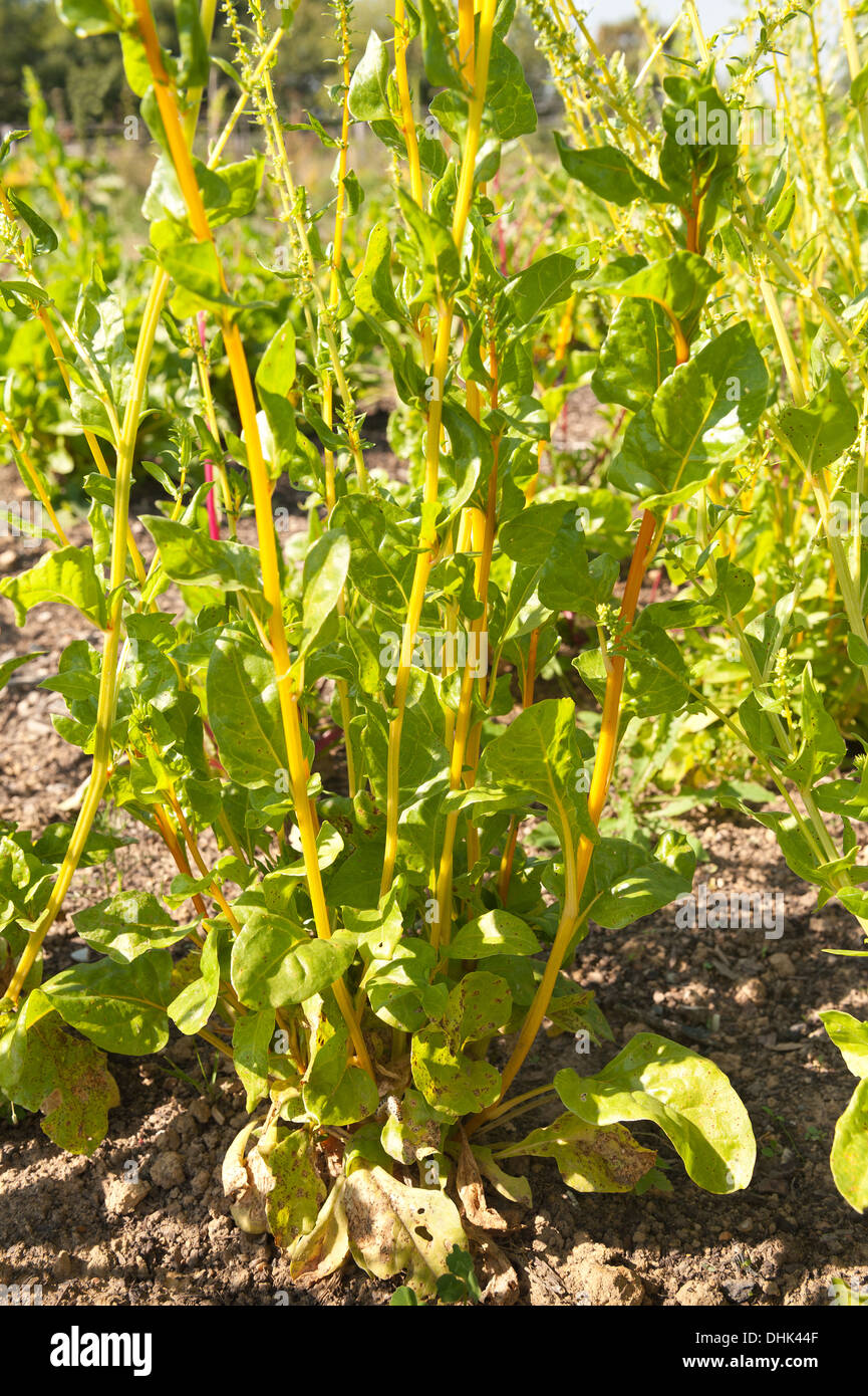 Slender upright stems hi-res stock photography and images - Alamy