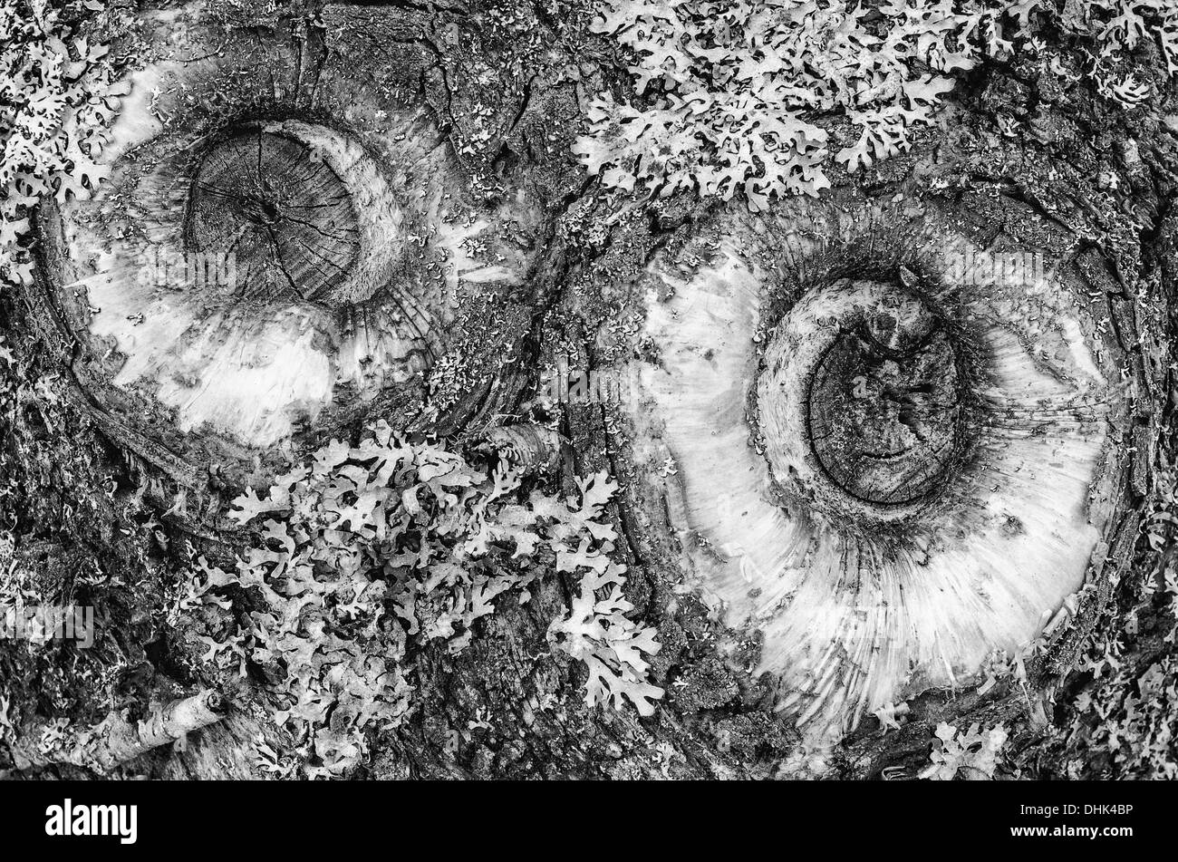 Birch bark hi-res stock photography and images - Alamy