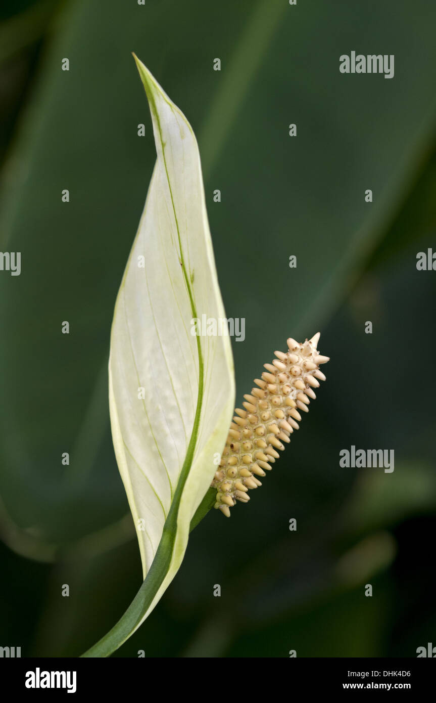 Spadix hi-res stock photography and images - Alamy