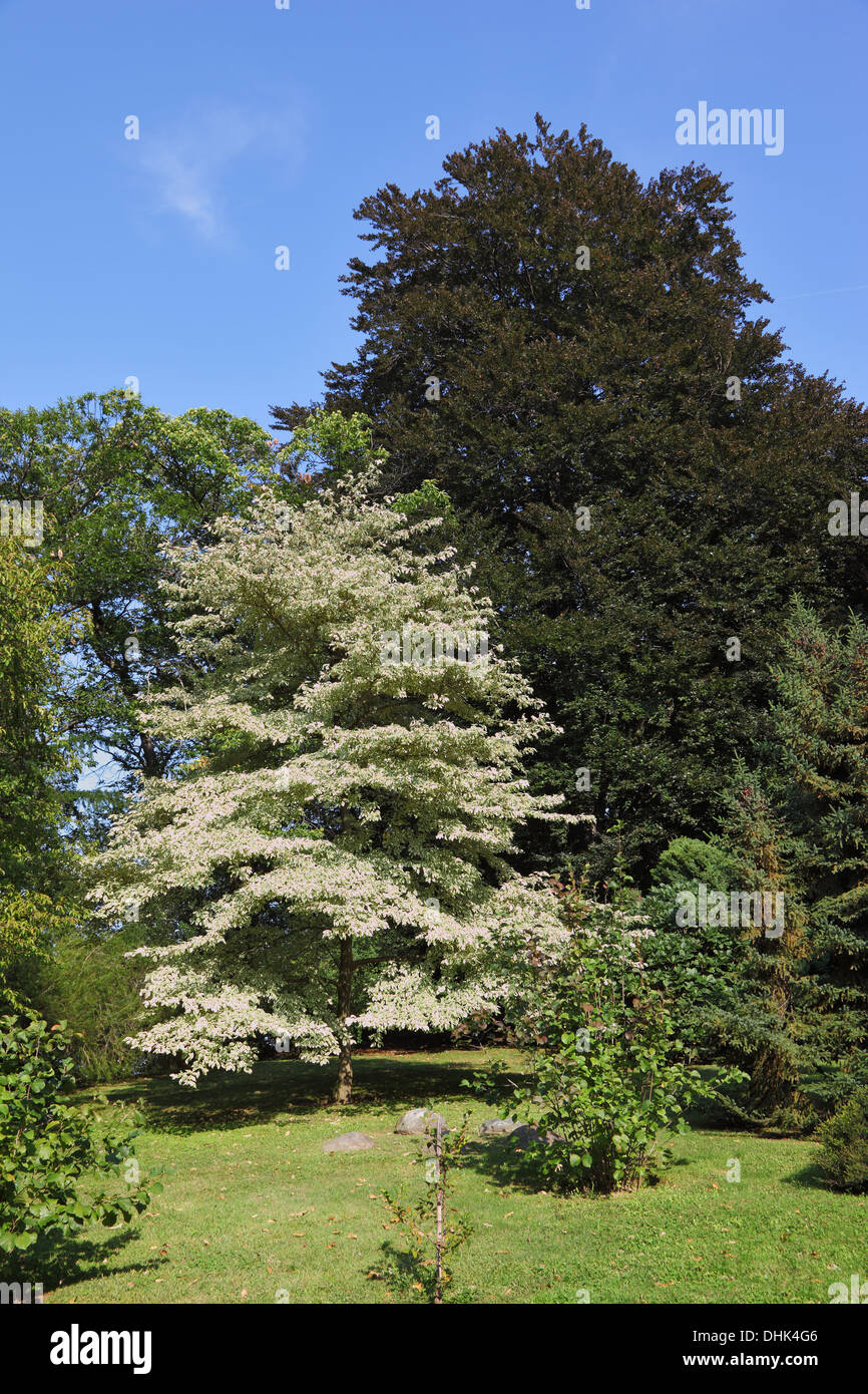 Magnificent park on island Stock Photo - Alamy