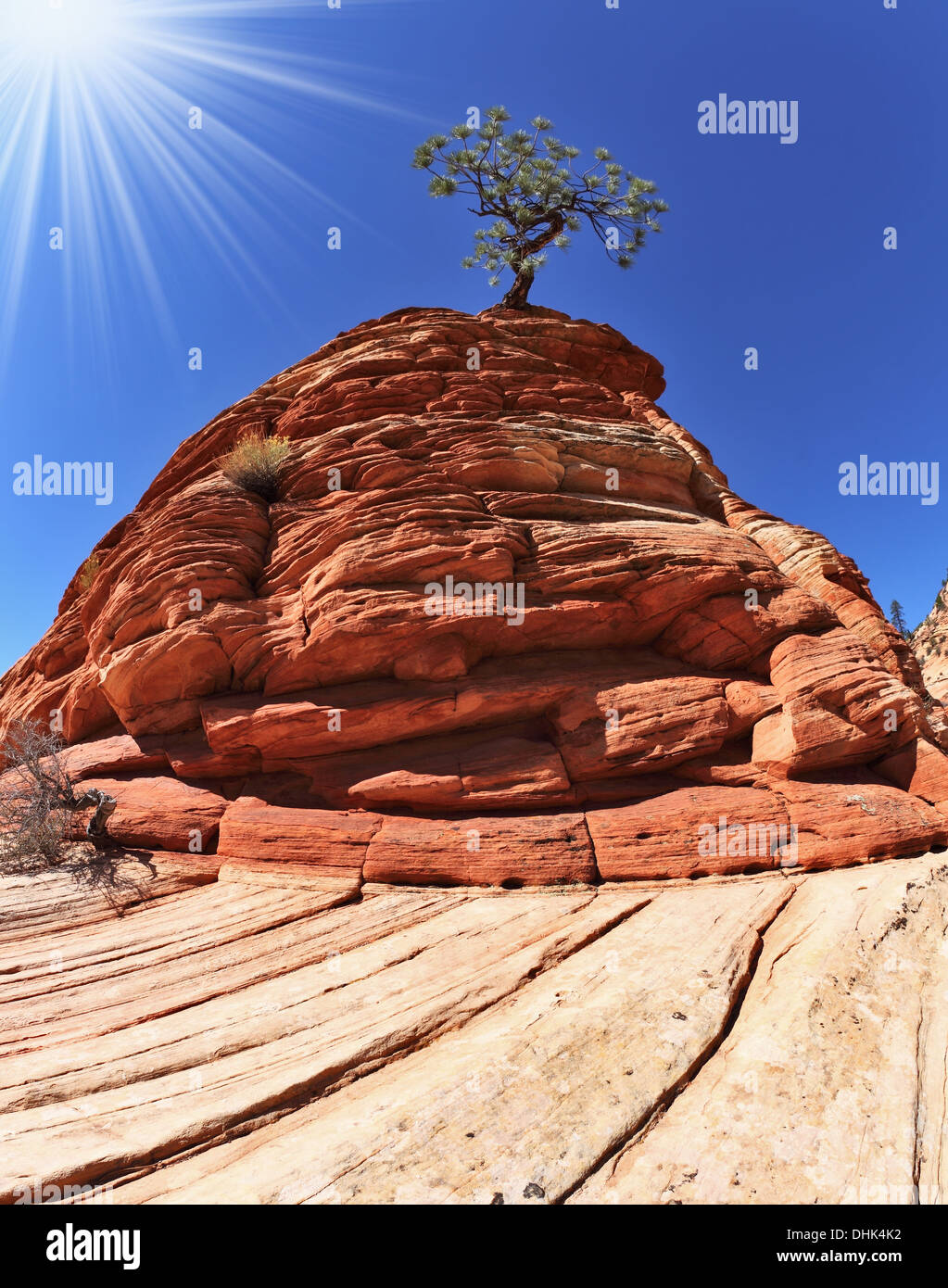 The famous Jerky tree Stock Photo - Alamy