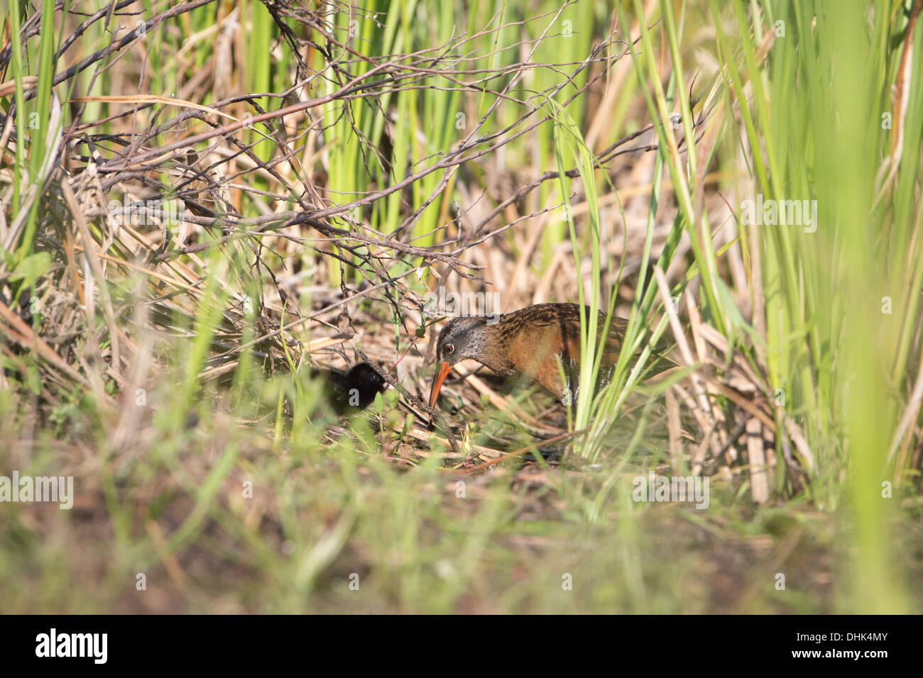 Virginia rail feeding chick Stock Photo - Alamy