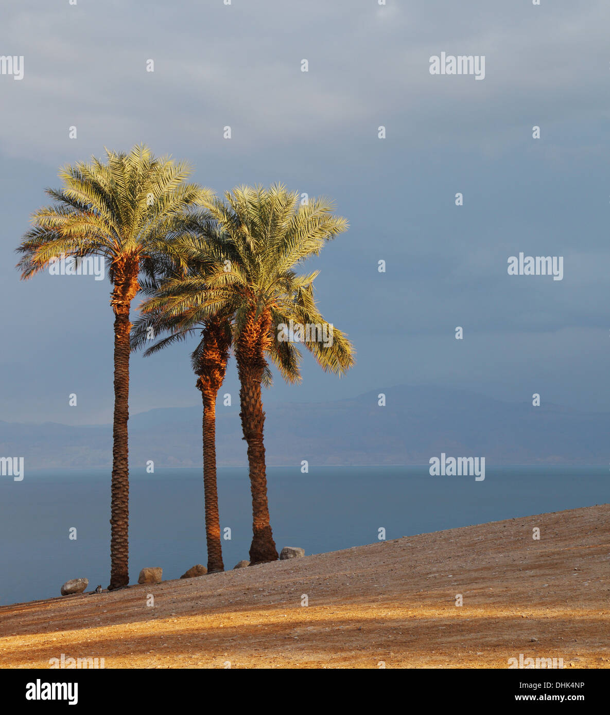 Middle east palm tree horizontal hi-res stock photography and images ...