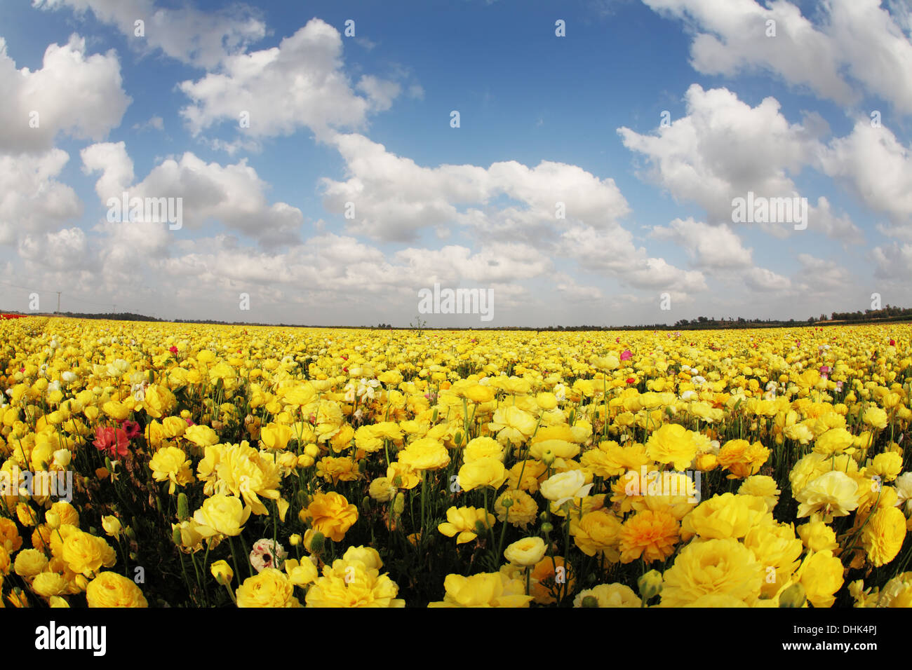 A field of yellow ranunculus Stock Photo - Alamy